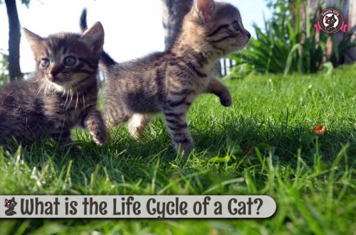 What is the Life Cycle of a Cat? | Sweetie Kitty - 2025