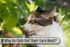 Why Do Cats Put Their Ears Back? | Sweetie Kitty - 2026