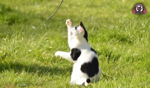 Why Do Cats Like String? | Sweetie Kitty - 2024